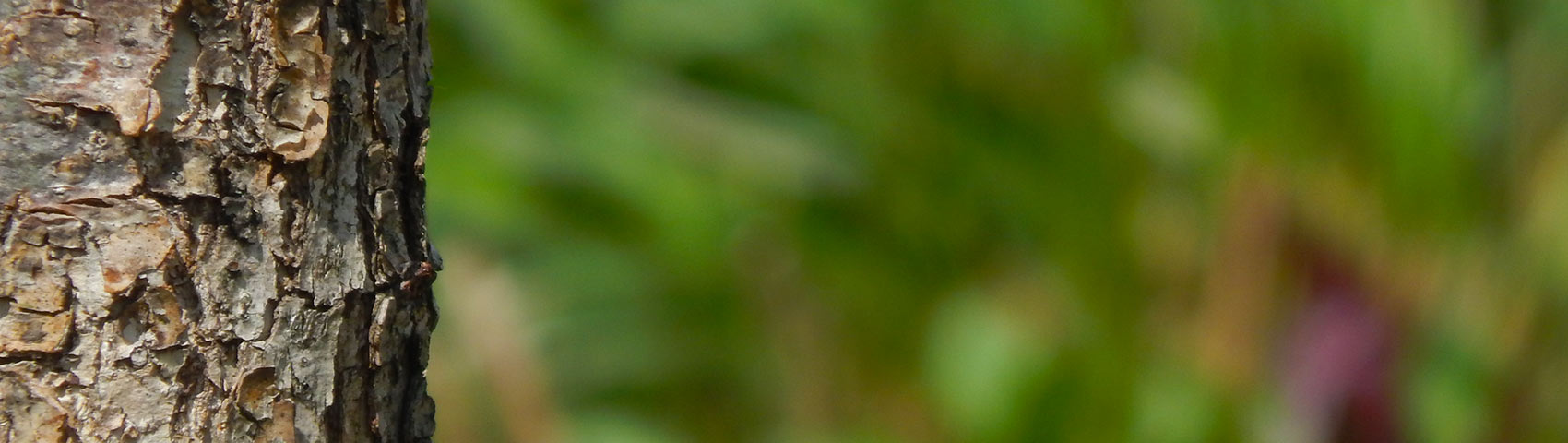 ROOFTOP TREES SOIL SYSTEM - rooflite - Green Roof Media Products