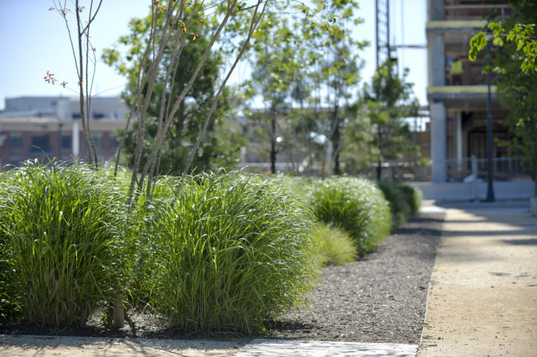 mike apice - _MAA3002 copy - rooflite - Green Roof Media Products