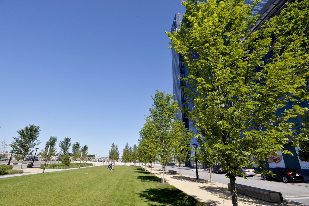 mike apice - _MAA3374-2 copy - rooflite - Green Roof Media Products